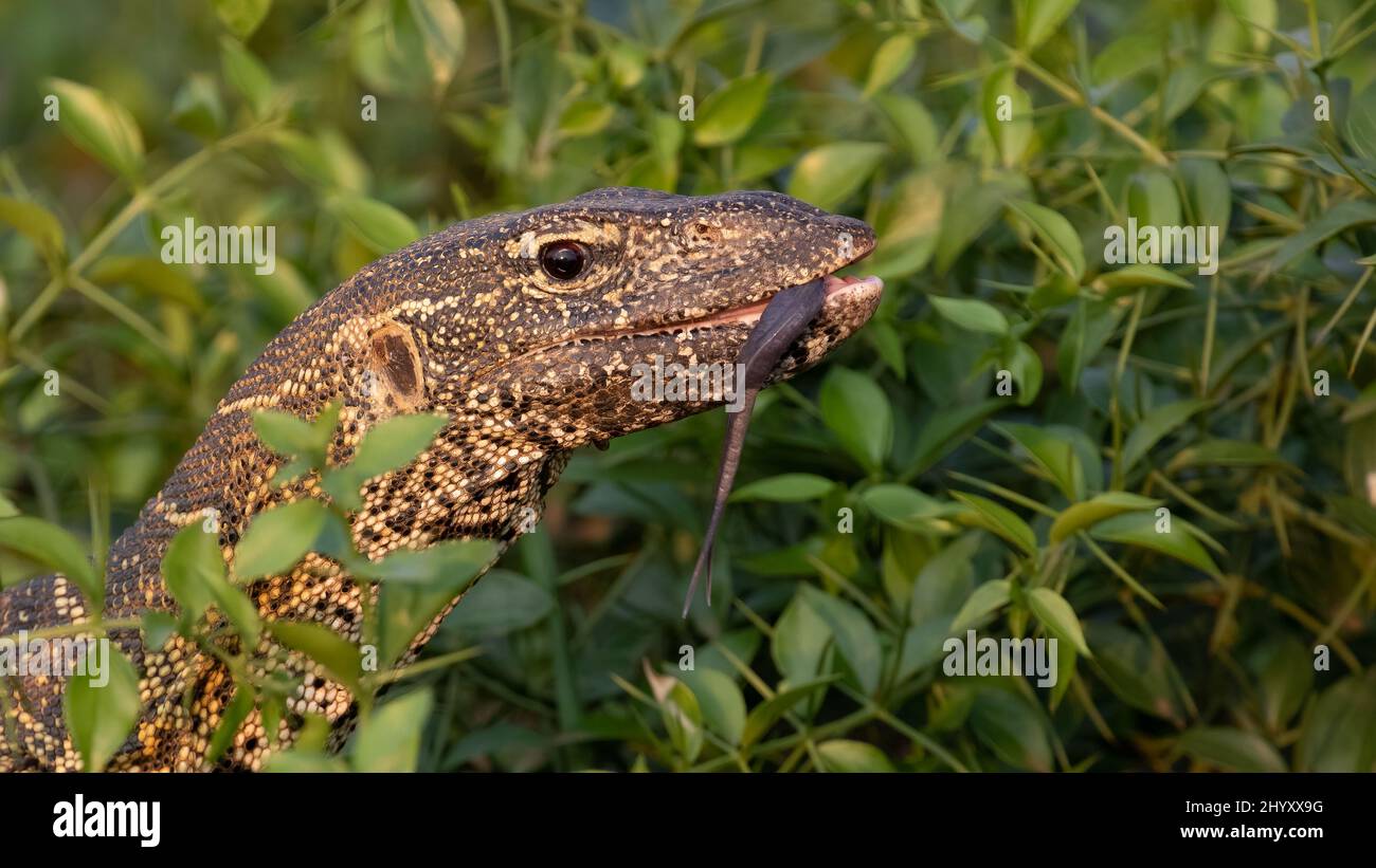 Spotted exotic Monitor lizard with its long tongue in the wild Stock ...