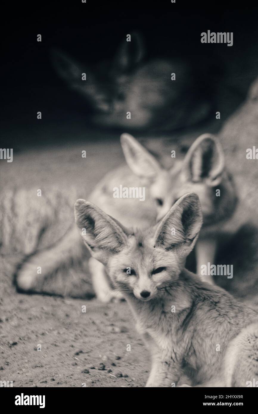 Grayscale of the adorable furry fennec foxes in the zoo Stock Photo - Alamy