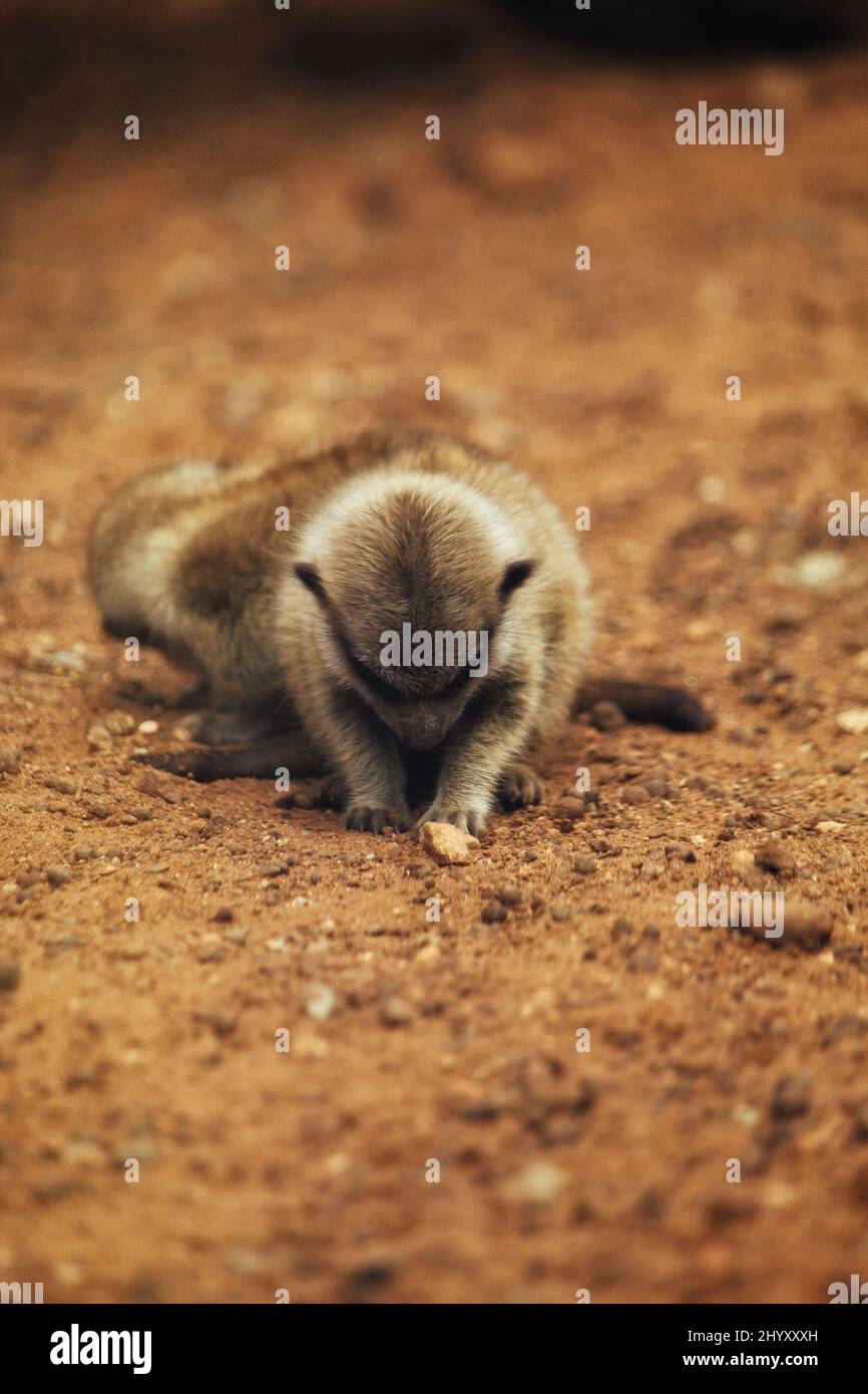 Selective focus of a brown fluffy meerkat playing with the rocky soil ...