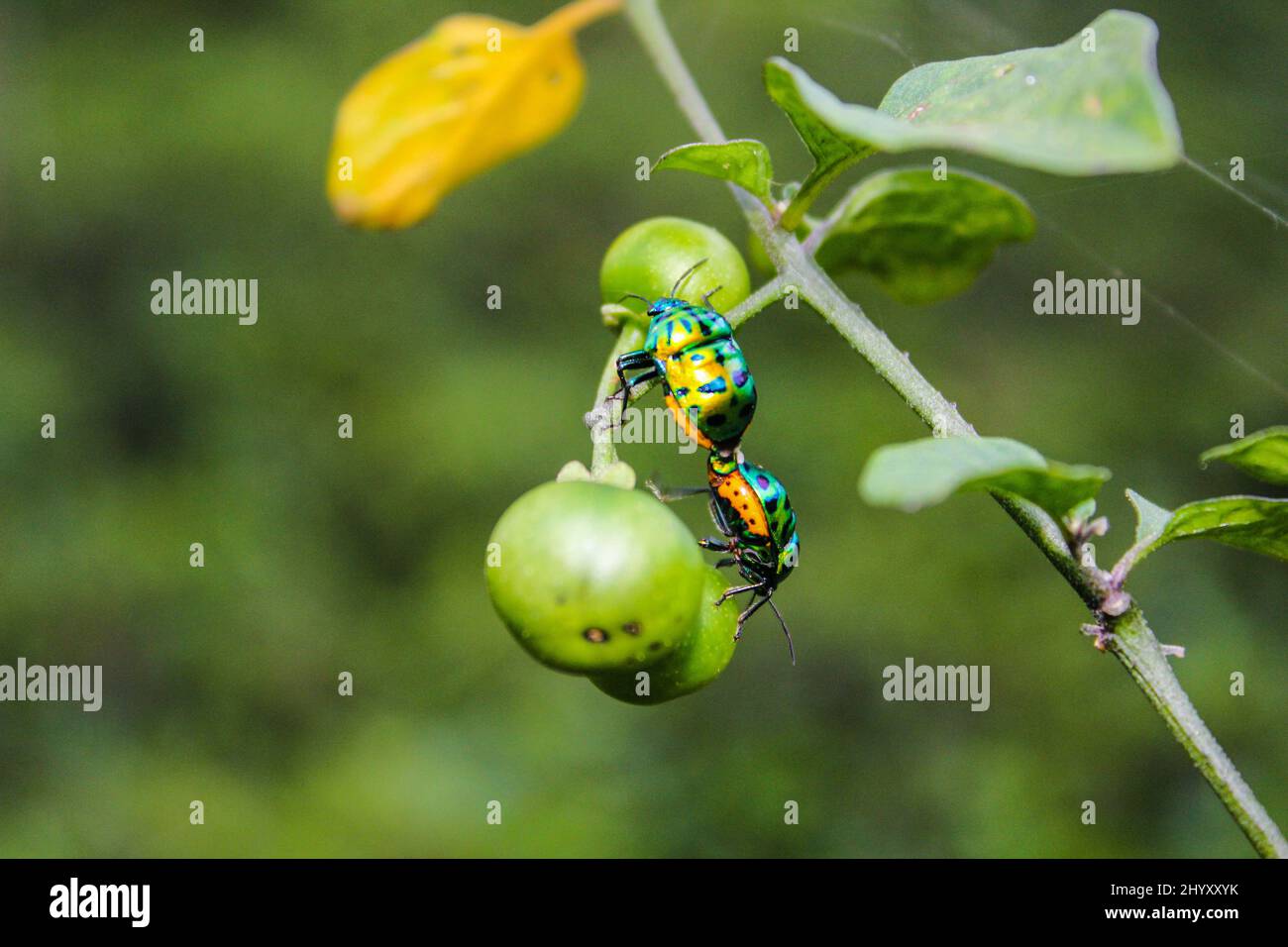 Exotic colorful Chrysocoris stollii bugs mating on a plant Stock Photo ...