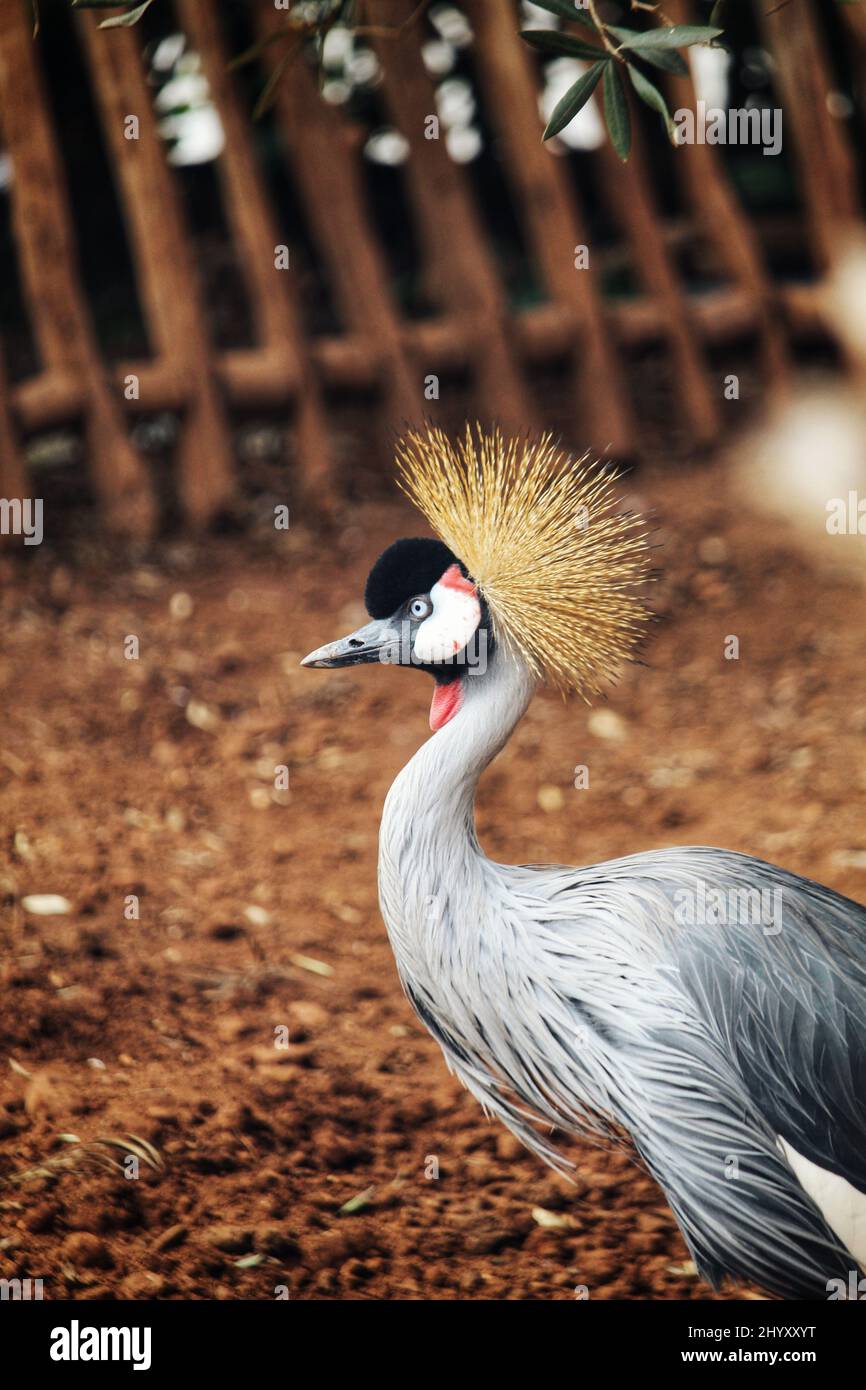 Exotic grey crowned crane in the zoo Stock Photo - Alamy