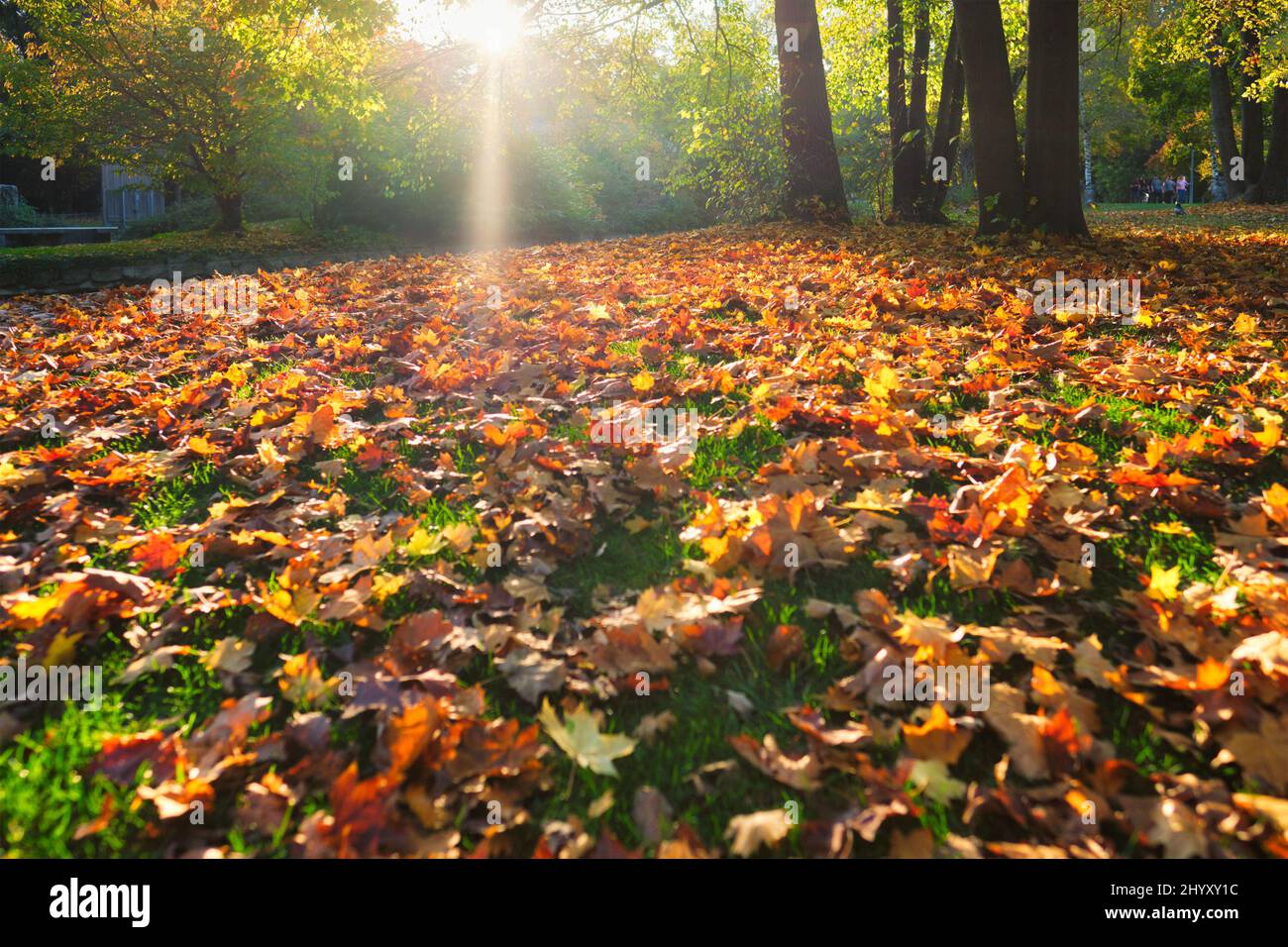 Golden autumn fall October in famous Munich relax place - Englishgarten ...