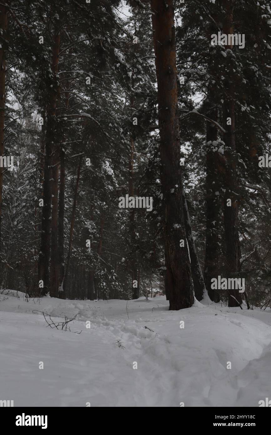 Winter pine forest in snowfall. Deep snow in a pine forest. Winter ...