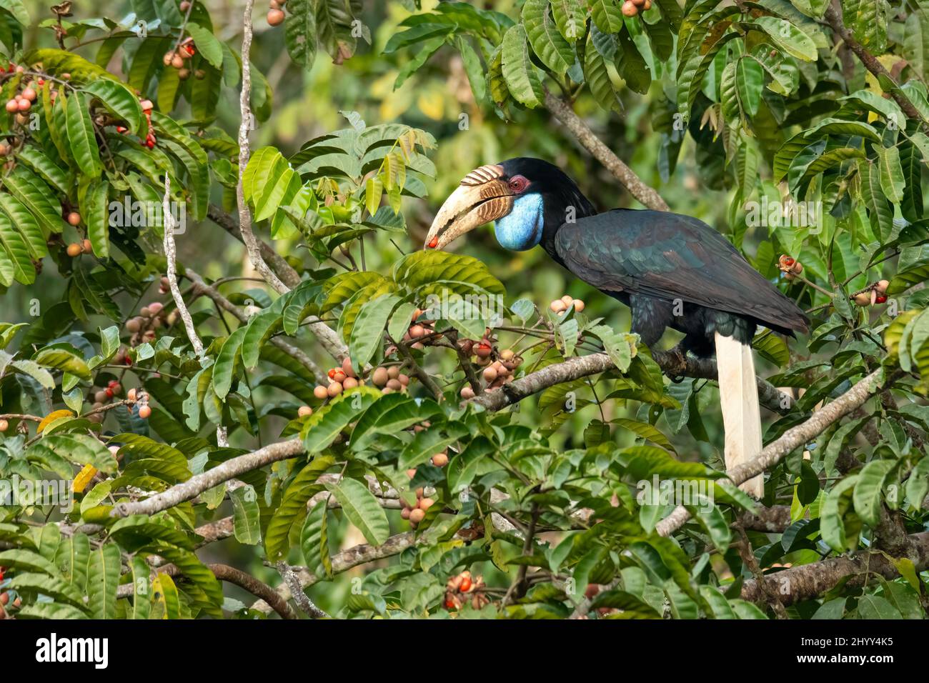 Pithraj tree hi-res stock photography and images - Alamy