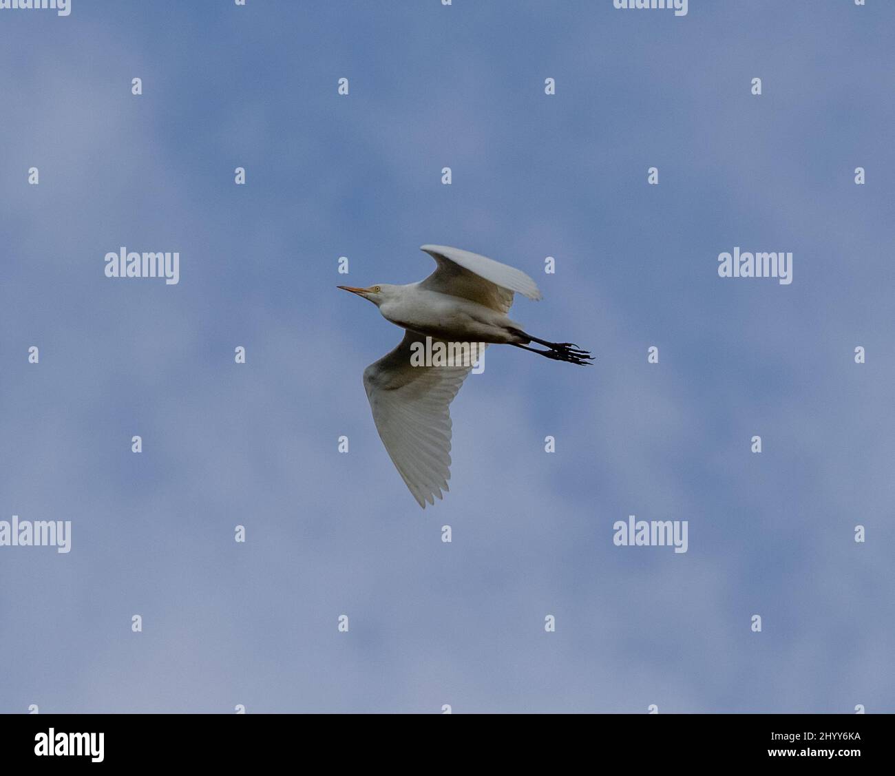 Common egret flying high in the cloudy sky Stock Photo - Alamy