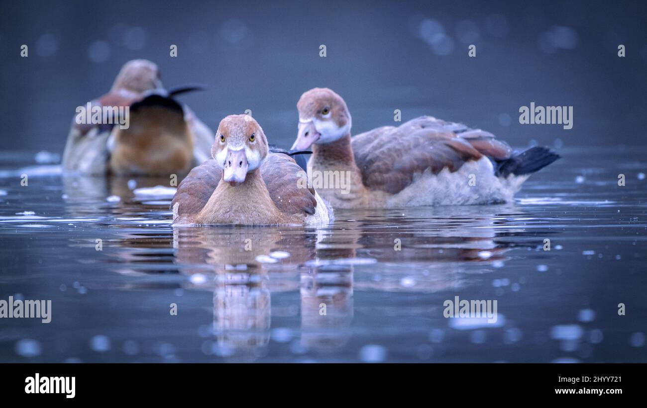 Group egyptian goose in lake hi-res stock photography and images - Alamy