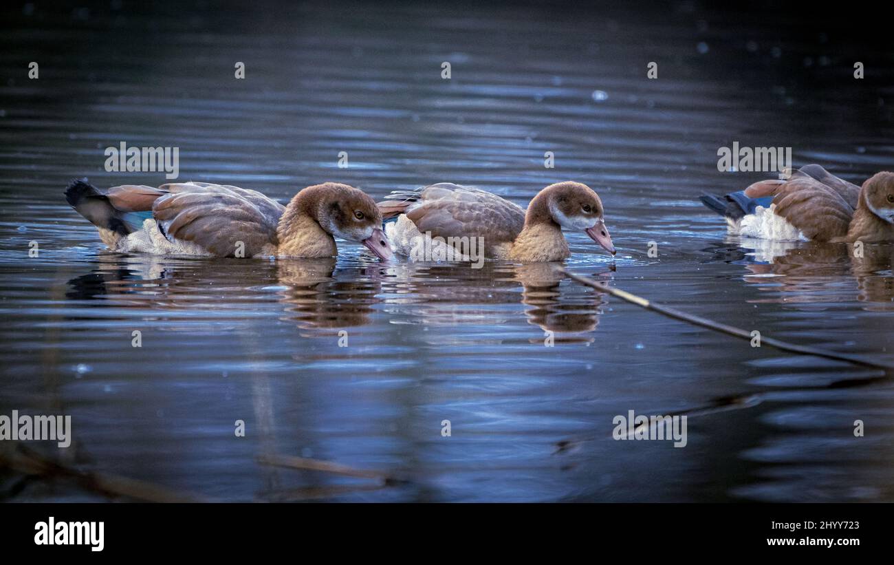 Group of Egyptian-geese floating in the pond Stock Photo - Alamy