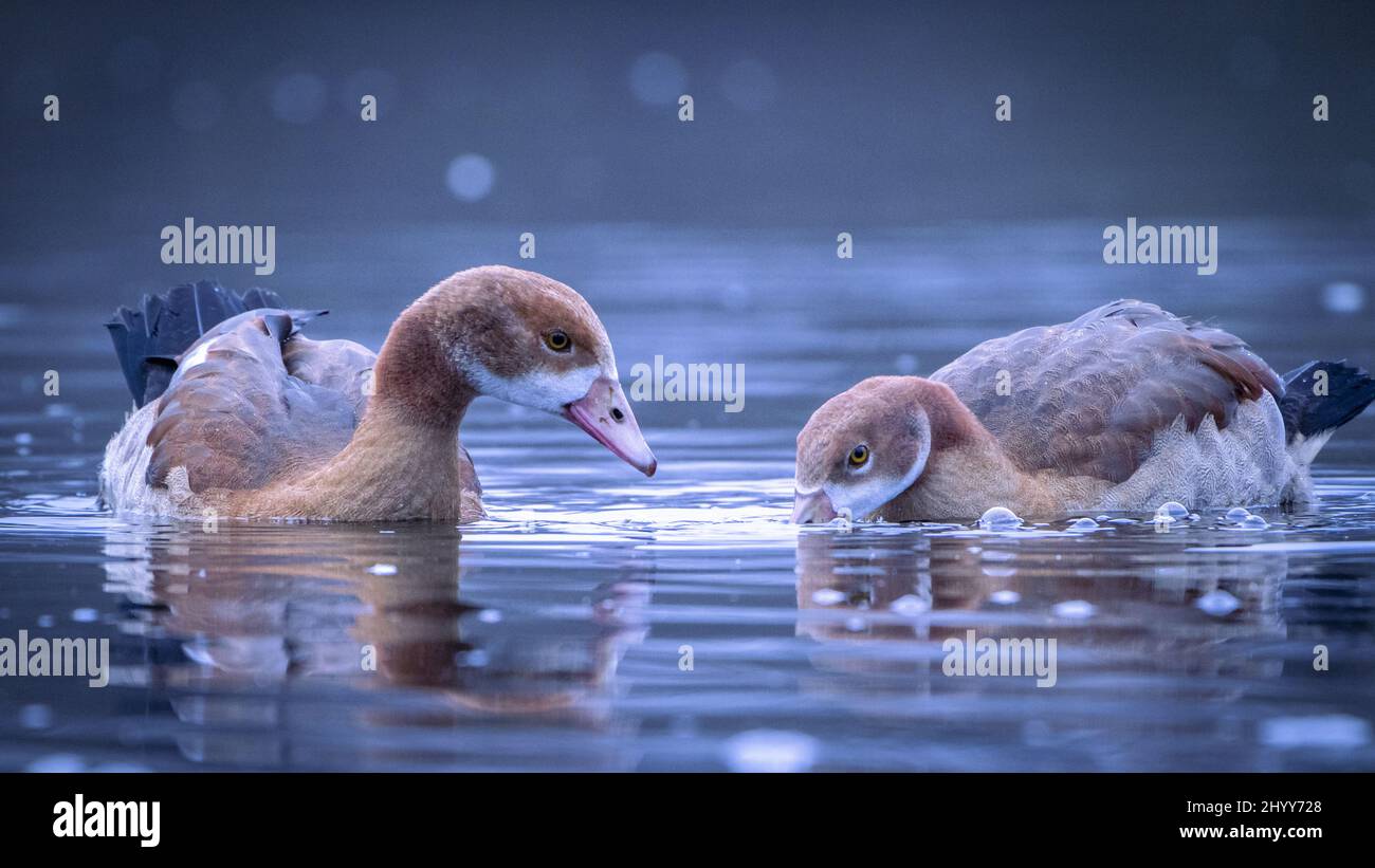 Fluffy Egyptian geese floating on the water Stock Photo - Alamy