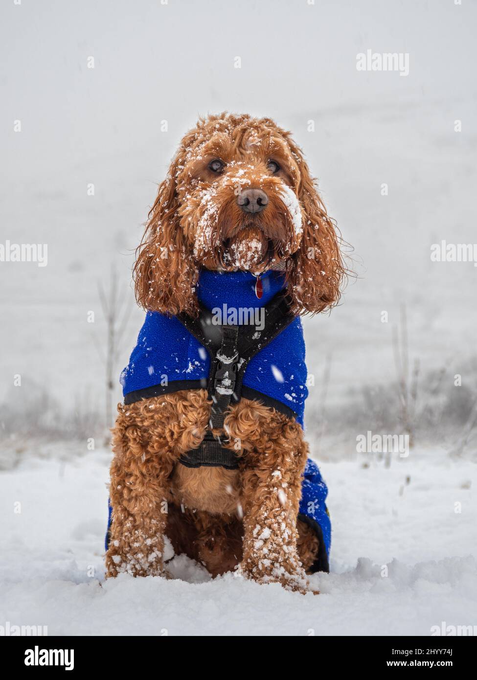 A red cockapoo dog sitting attentively during an outdoor portrait ...