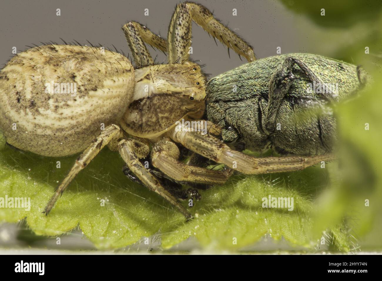 Close up shot of a xysticus spider eating an insect on a leaf Stock ...