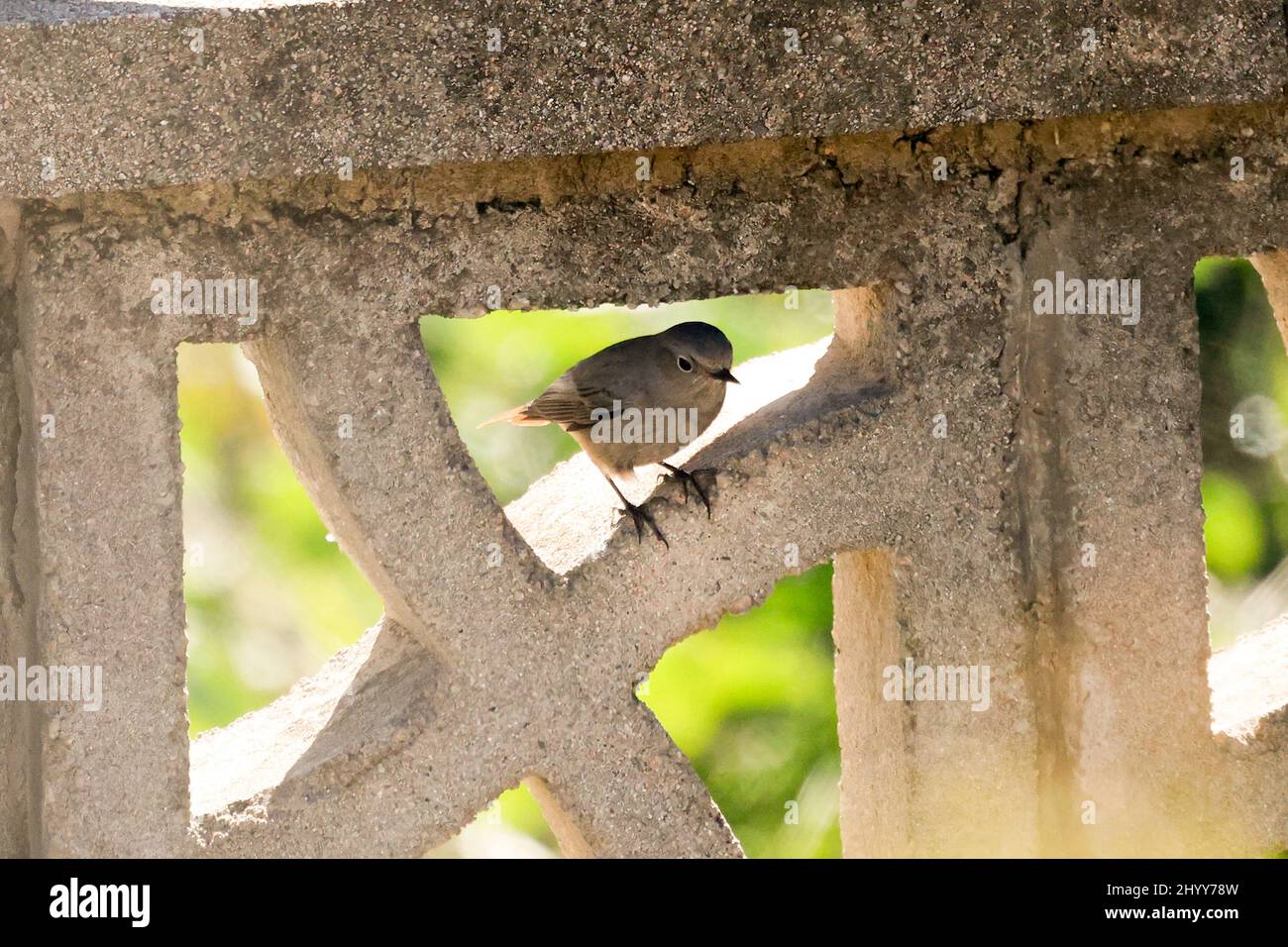 Closeup of a small gray bird hiding from the sun outdoors Stock Photo ...
