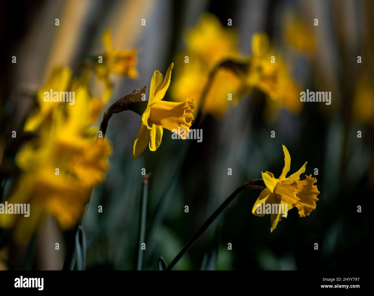 William wordsworth daffodils hi-res stock photography and images - Alamy