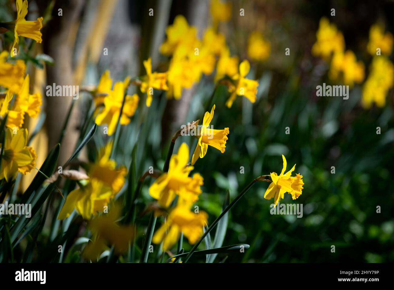 William wordsworth daffodils hi-res stock photography and images - Alamy