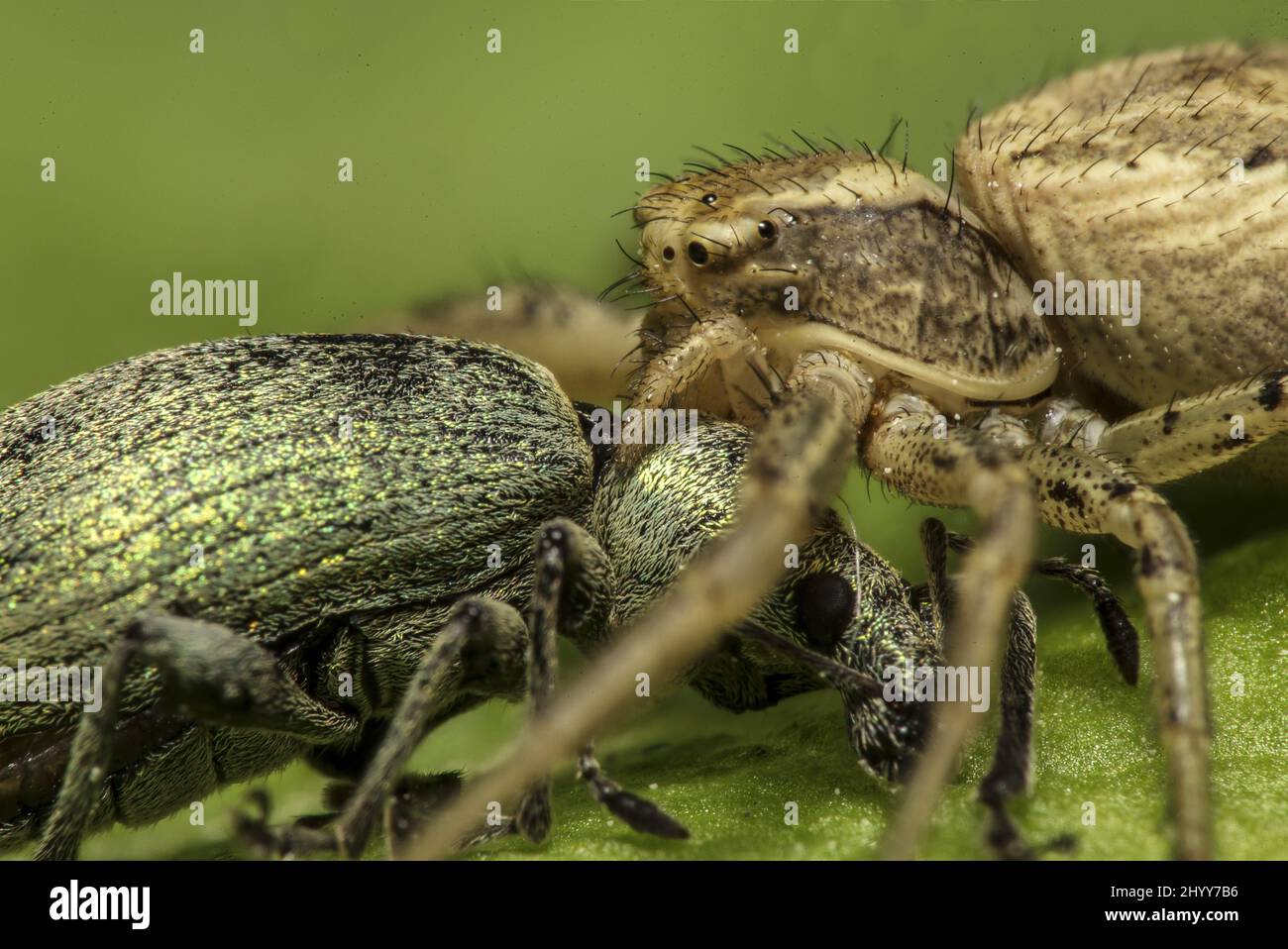 Spider weevil hi-res stock photography and images - Alamy