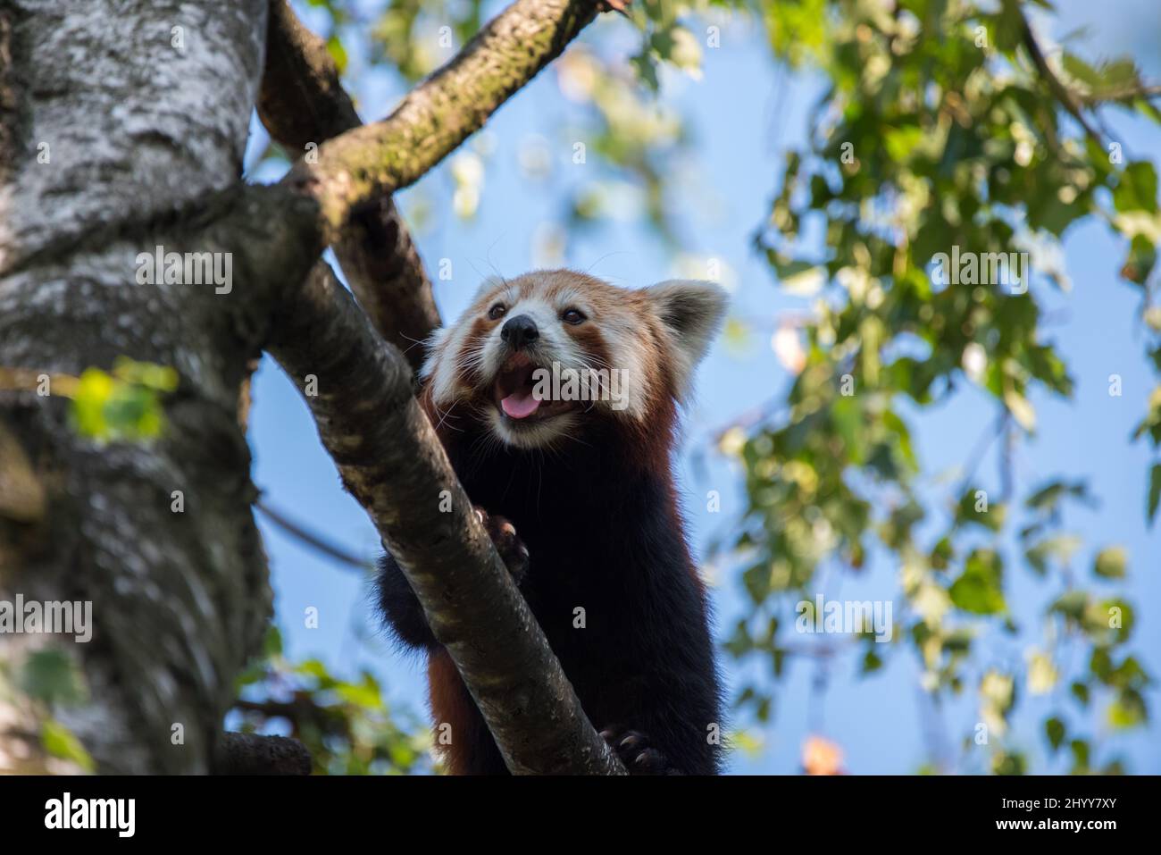 Selective of a red panda on a tree Stock Photo - Alamy