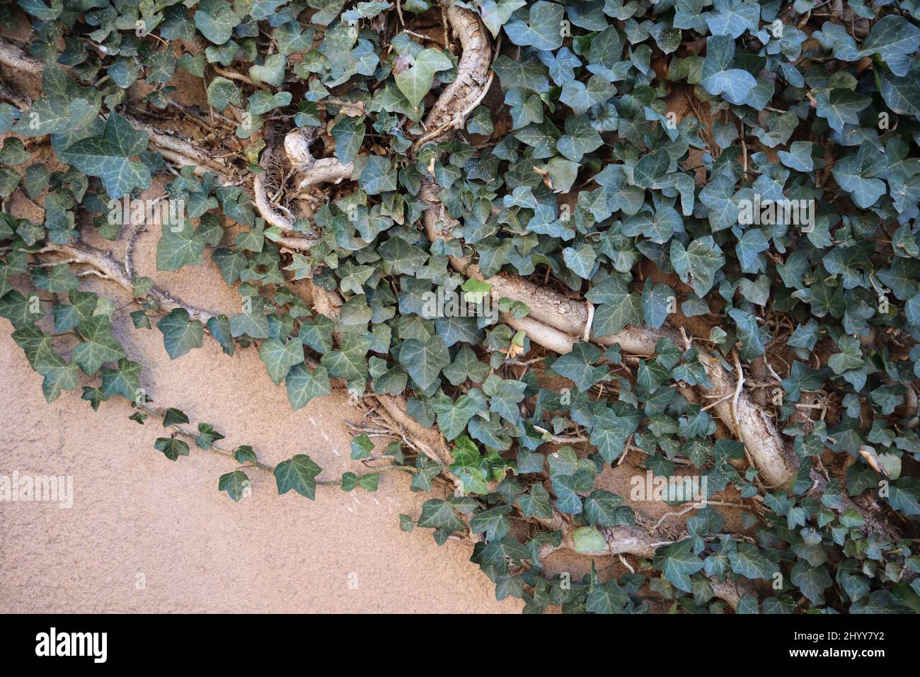 Scenic view of an ivy plant with green leaves growing on a wall Stock ...