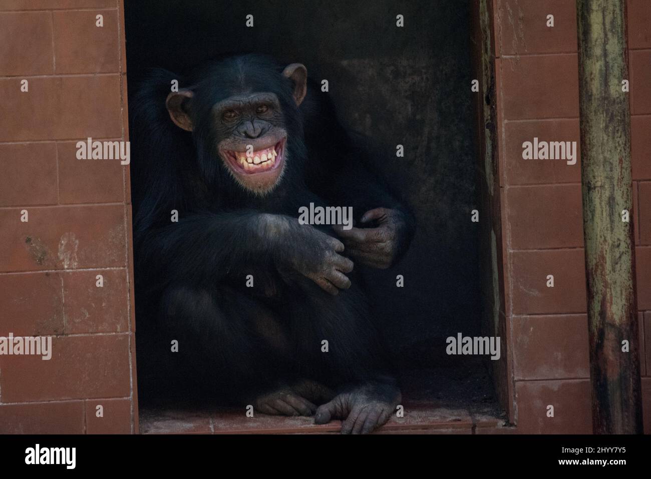 Black chimpanzee sitting and having fun in the zoo Stock Photo - Alamy