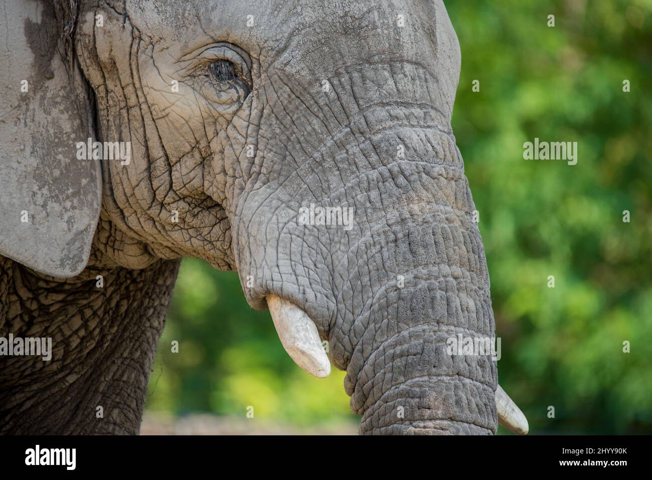 Selective of an elephant face Stock Photo - Alamy