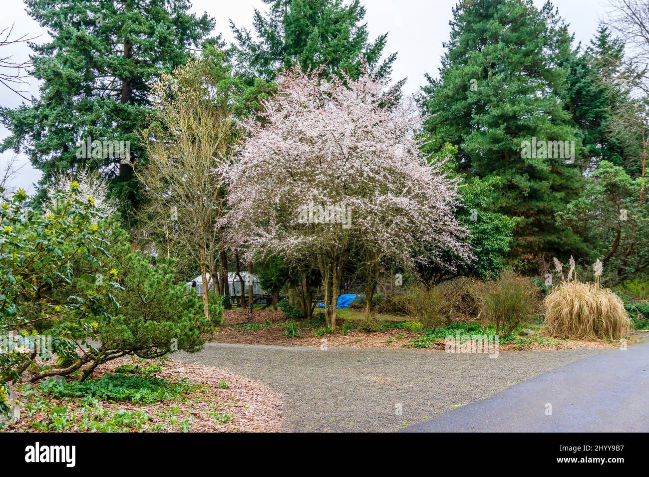 Early spring tree blossoms at a garden in Seatac, Washington Stock ...