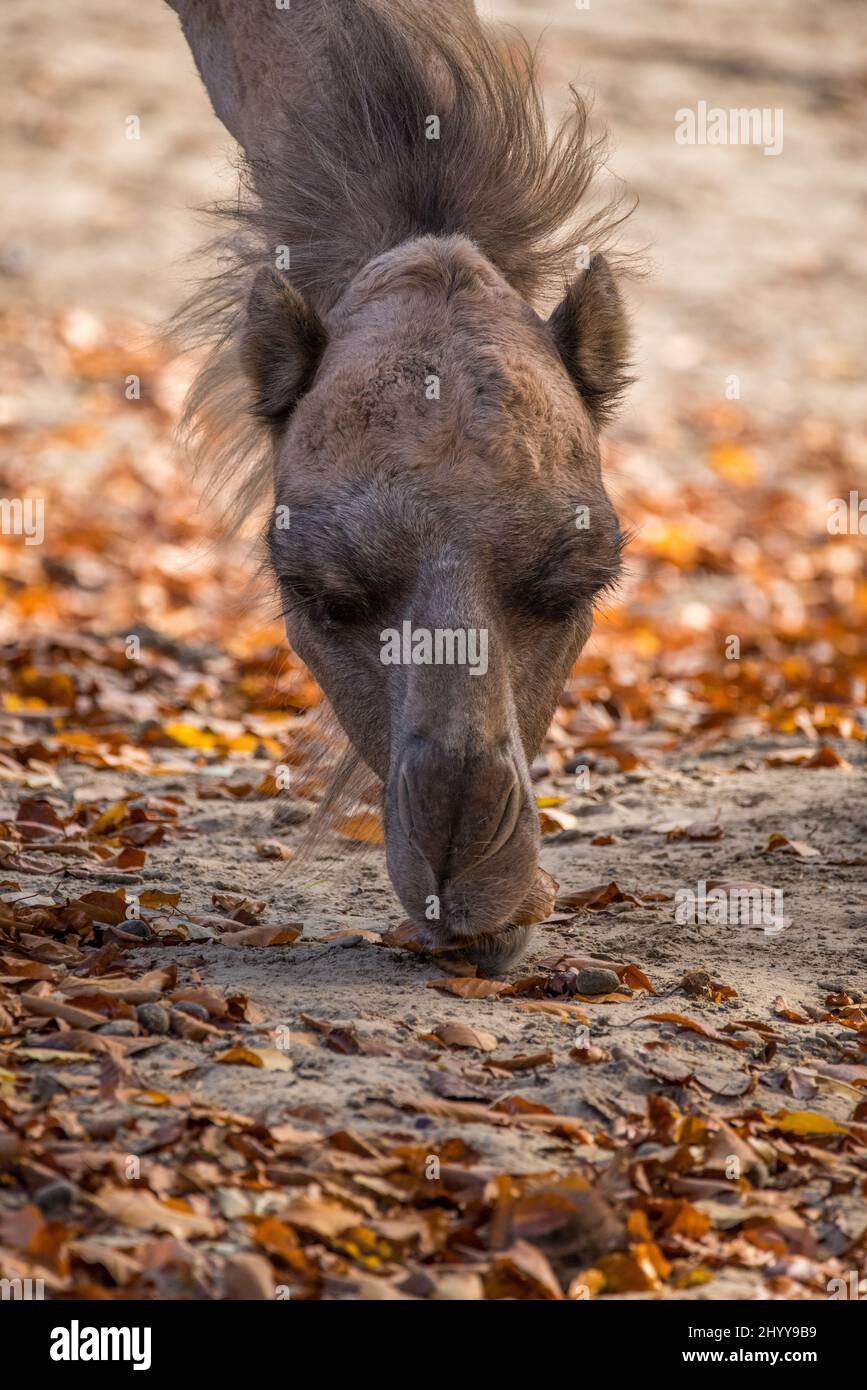 Selective of a camel eating from the ground Stock Photo - Alamy