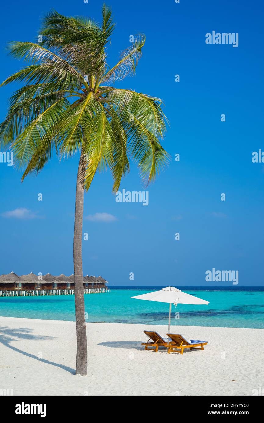 Vertical shot of the deck chair, umbrella, and a palm tree on the sandy ...