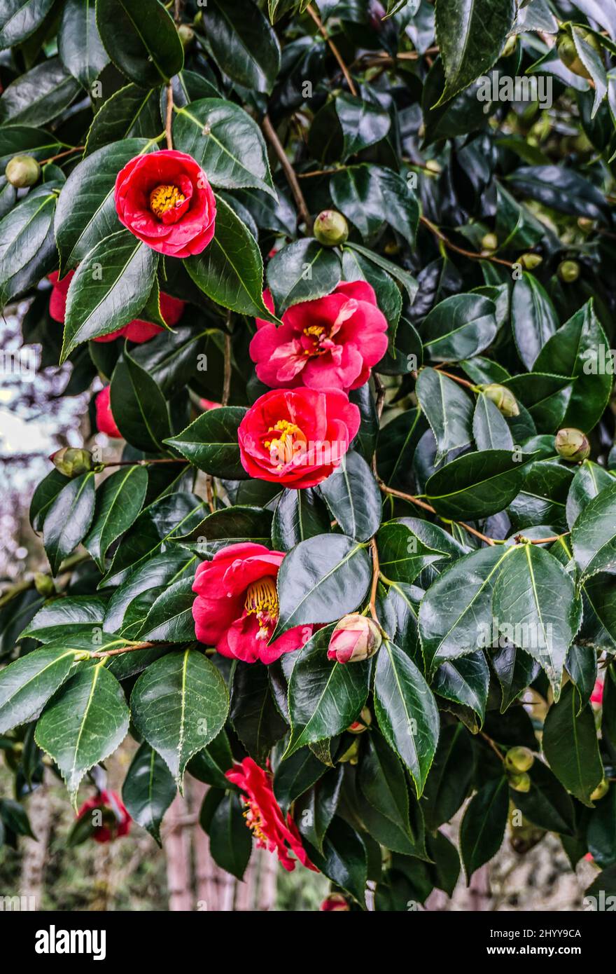 Camelia bush hi-res stock photography and images - Alamy