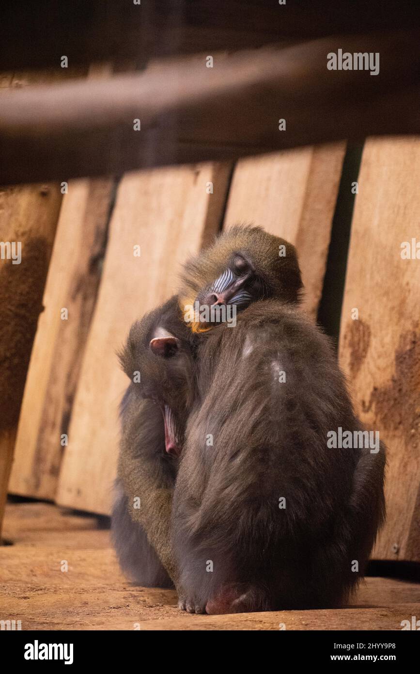 Coat monkeys hi-res stock photography and images - Alamy