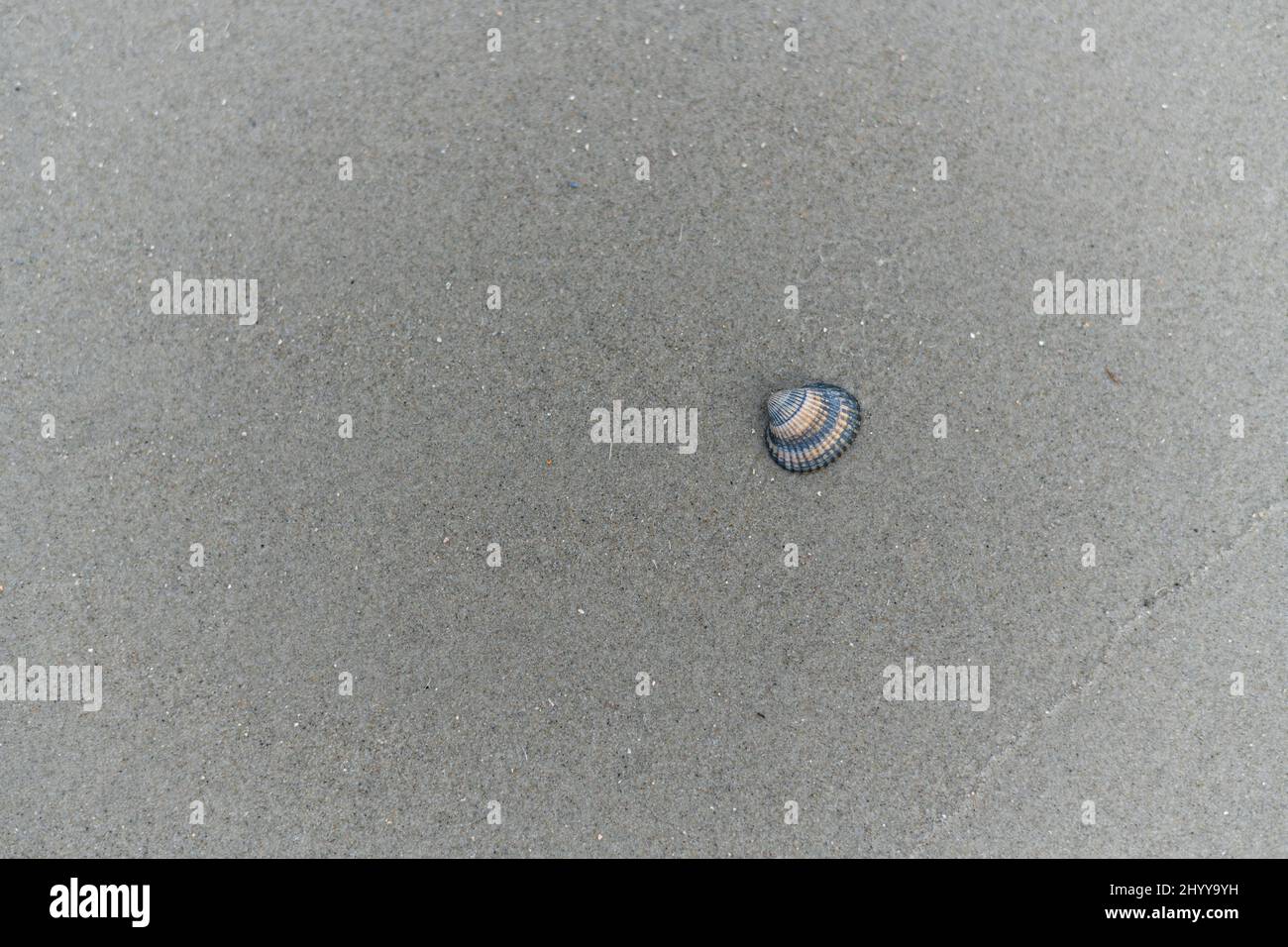 Various types of mussels hi-res stock photography and images - Alamy