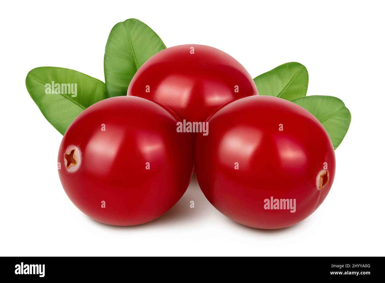 Cranberry isolated on white background with clipping path and full ...