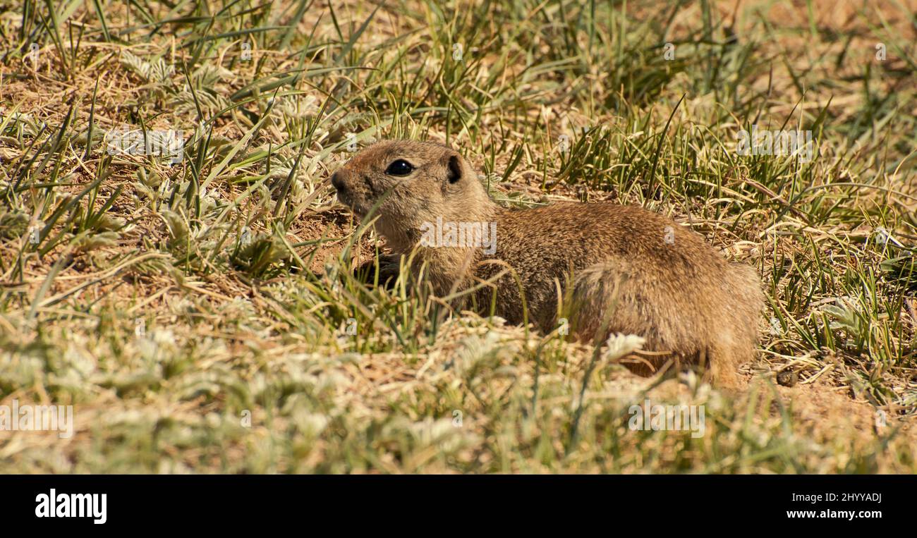 Animals in various poses around the countryside Stock Photo - Alamy