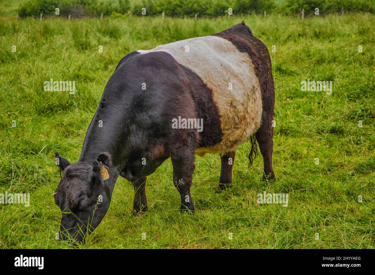 Animals in various poses around the countryside Stock Photo - Alamy