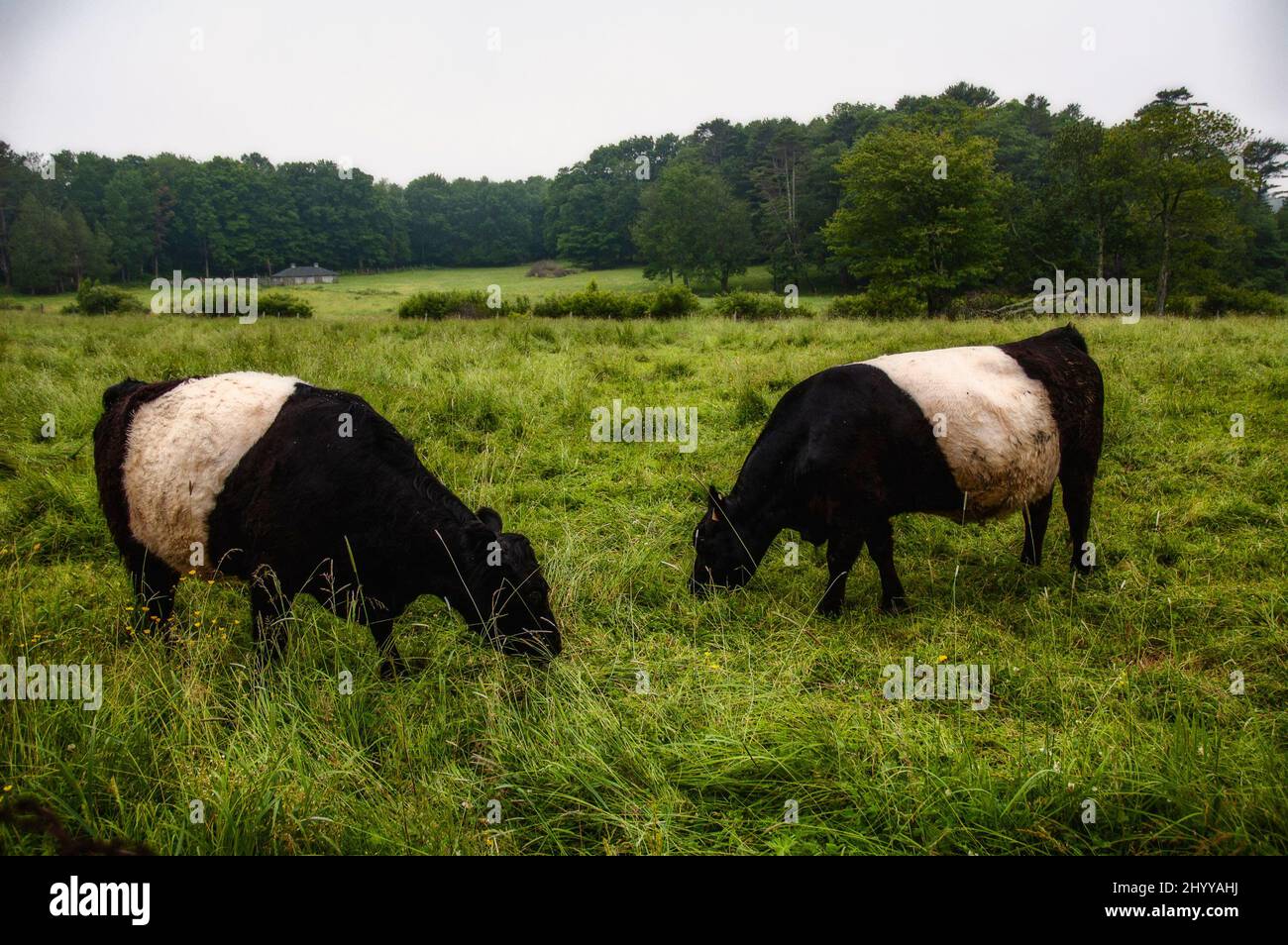 Animals in various poses around the countryside Stock Photo - Alamy