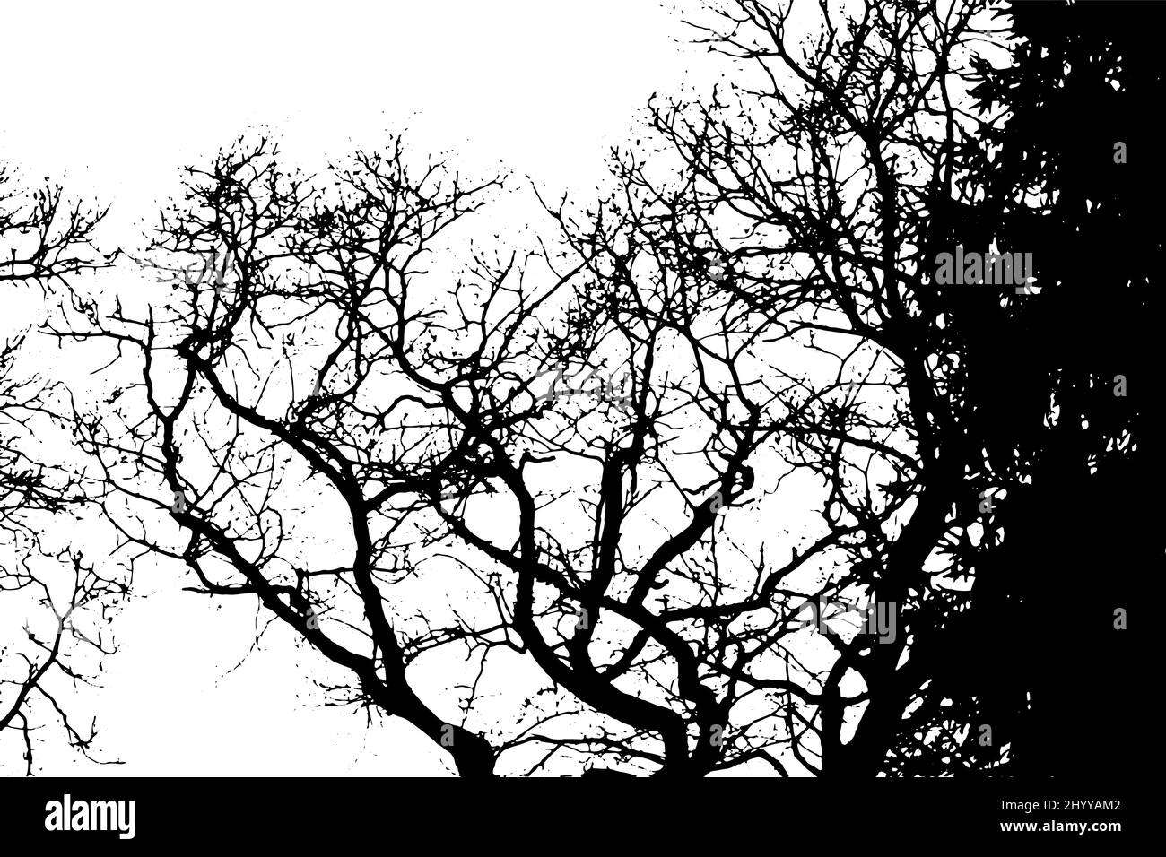 The branches of the tree monochrome background. Vector illustration ...