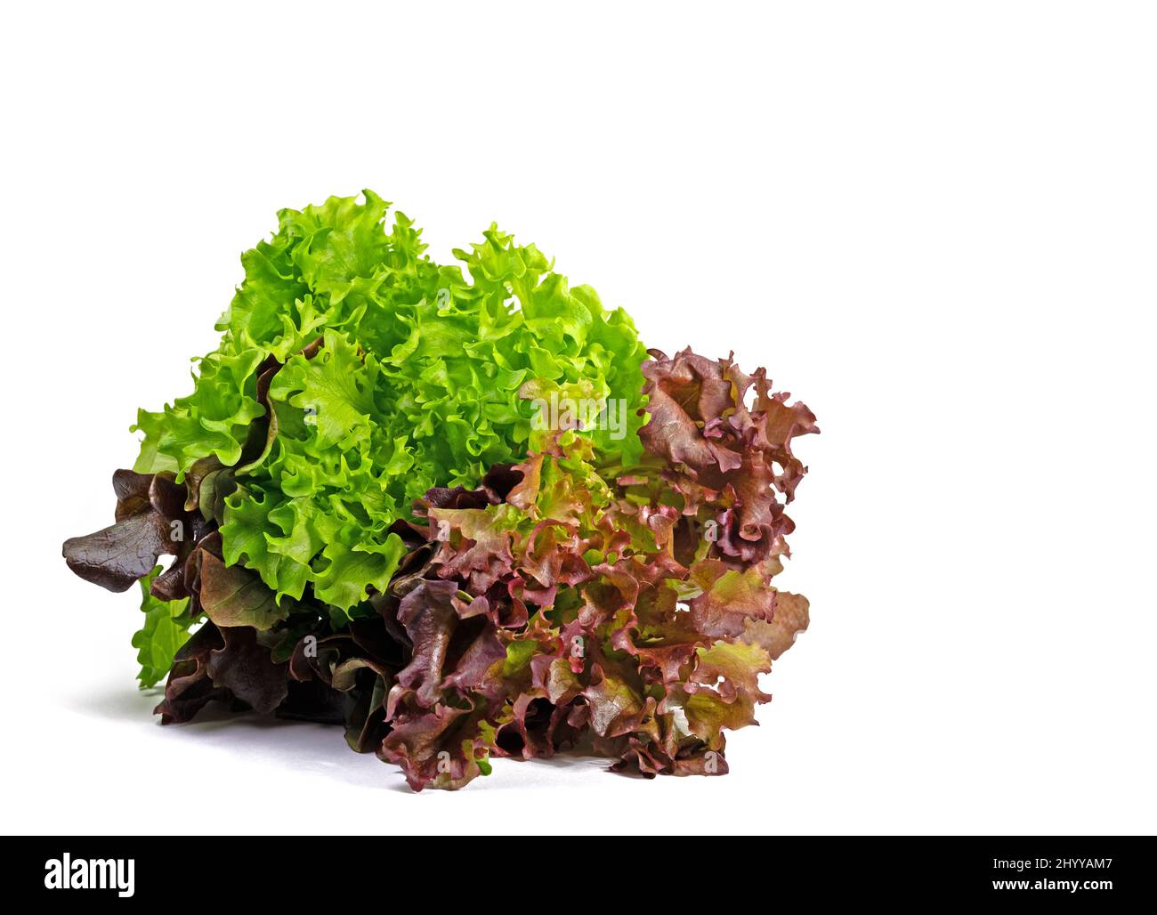 Pick lettuce isolated against white background Stock Photo - Alamy