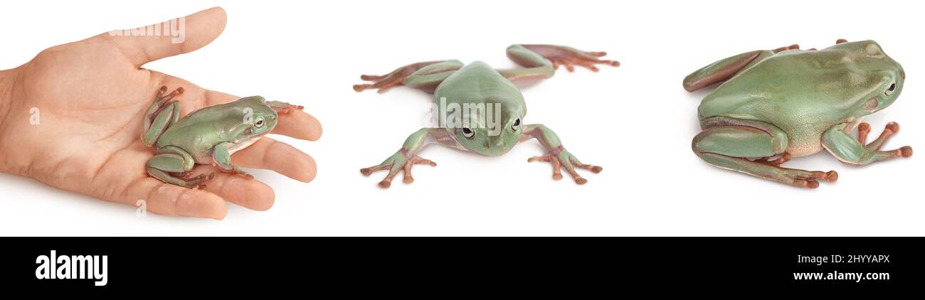 The Australian green tree frog isolated on white background with full ...