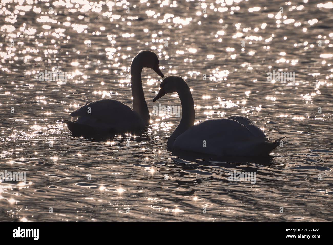 Incredible beautiful bird hi-res stock photography and images - Alamy