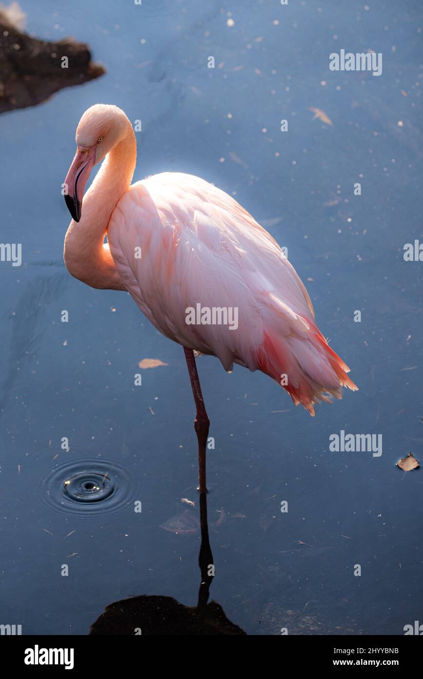 Vertical closeup of a flamingo standing in a blue pond with its ...