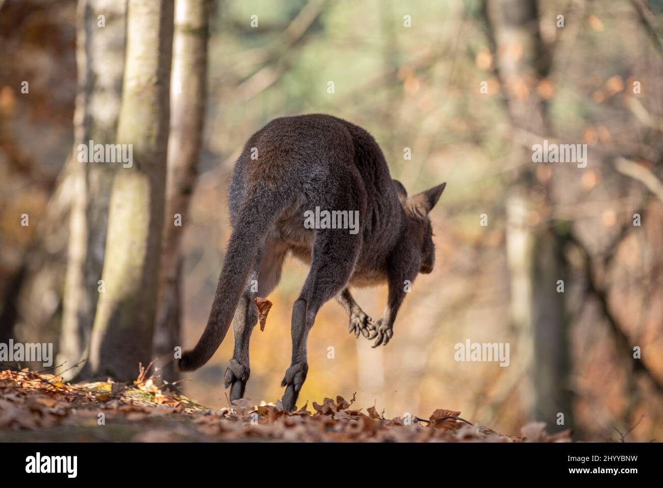 Closeup back view of a baby kangaroo jumping in the air in the woods ...