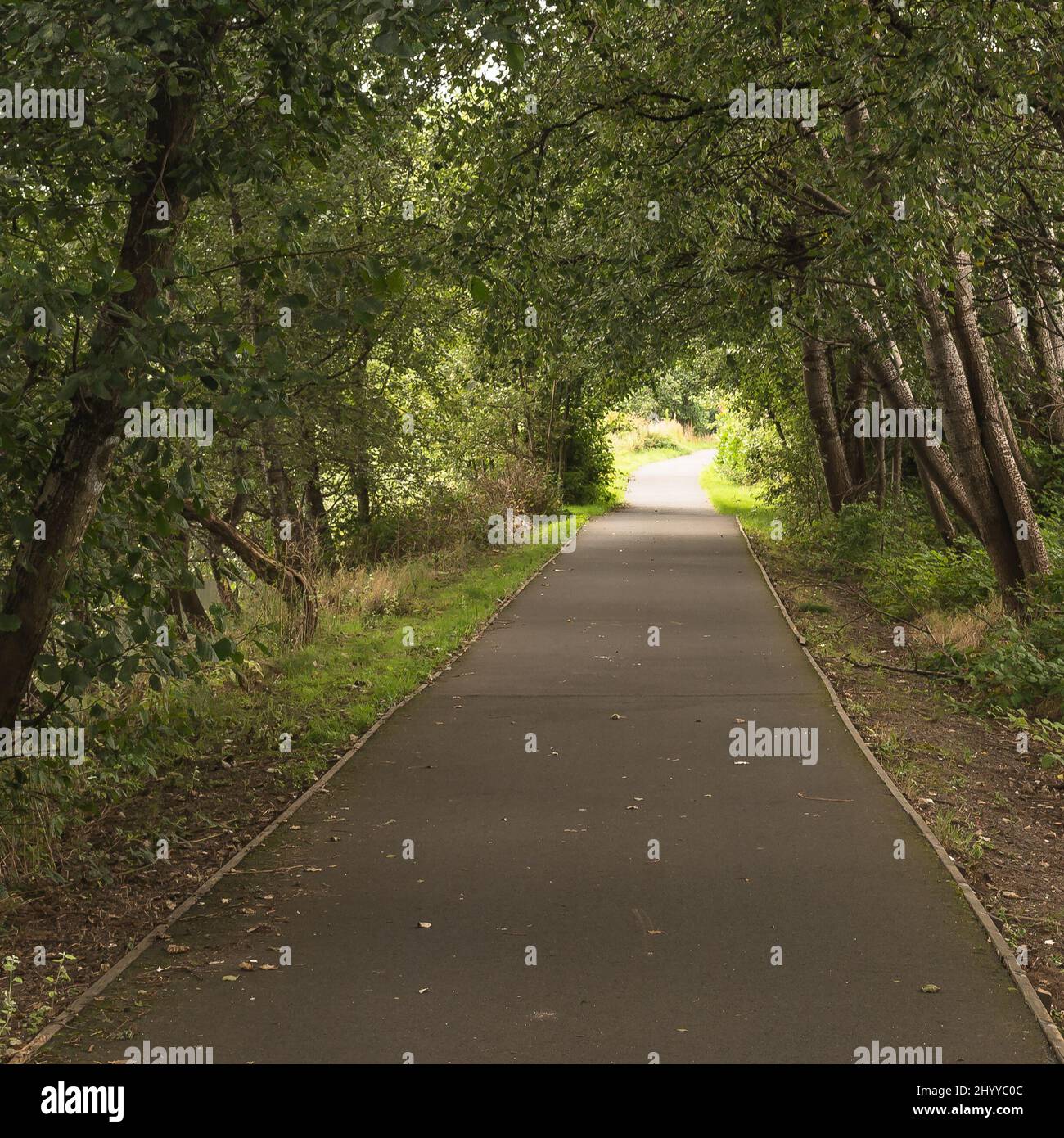 wide path through an alley of trees Stock Photo - Alamy