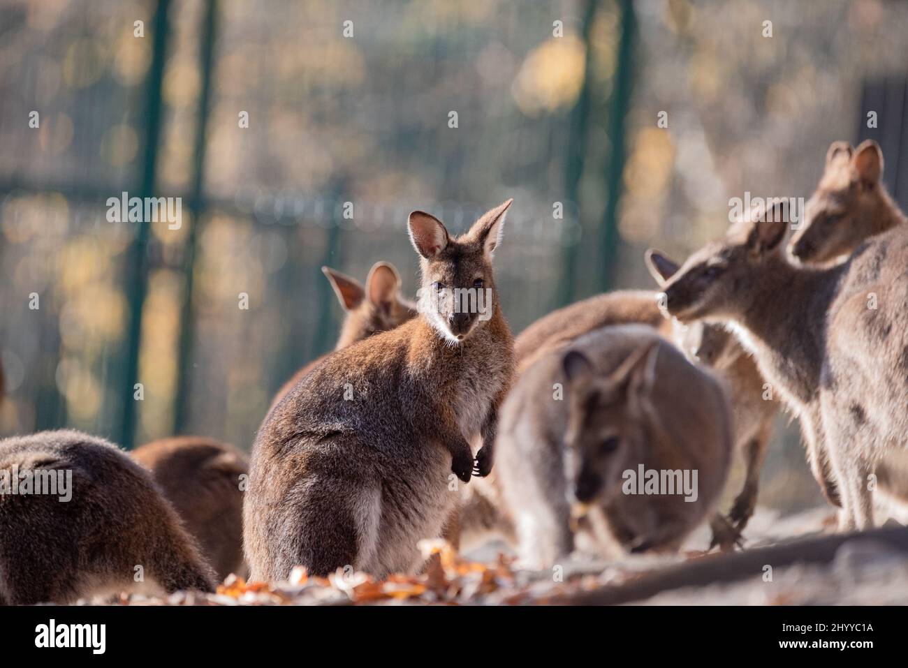 Fat Baby Kangaroo Discover The Fascinating Eastern Grey Kangaroo At