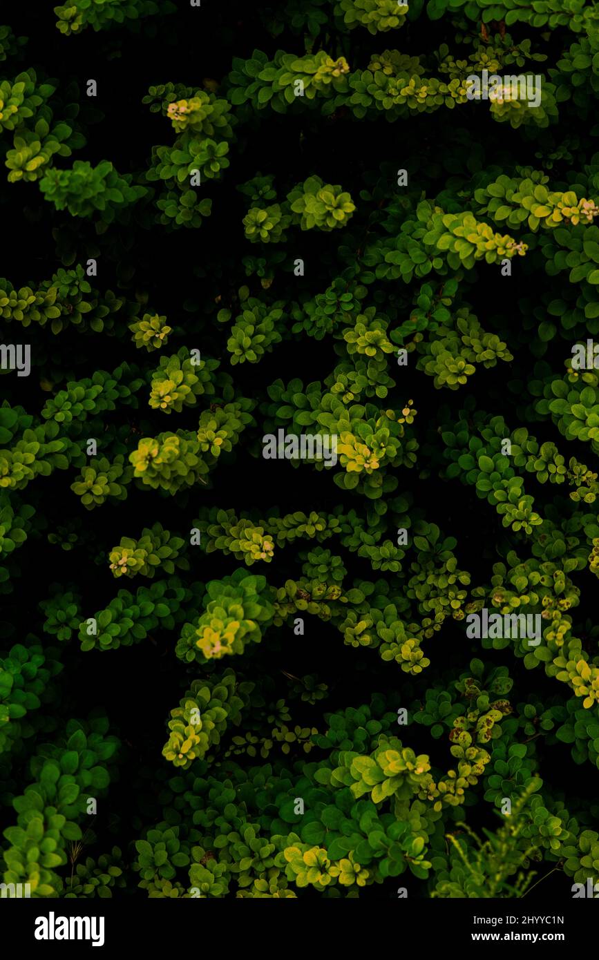 Vertical background of lush green tree leaves Stock Photo - Alamy