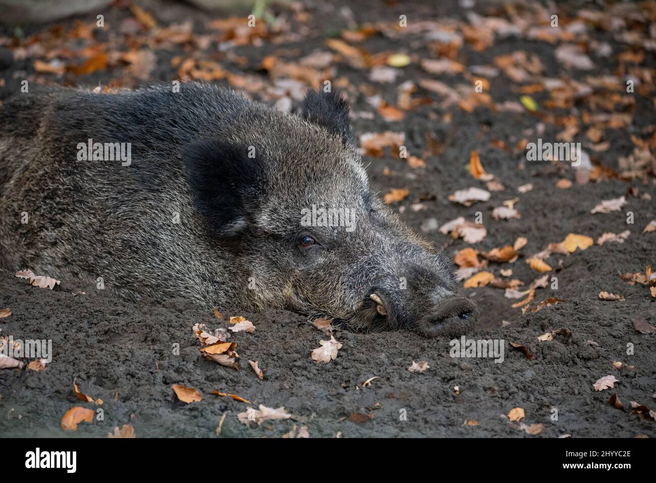Central European boar lying in the mud with dry yellow leaves Stock ...