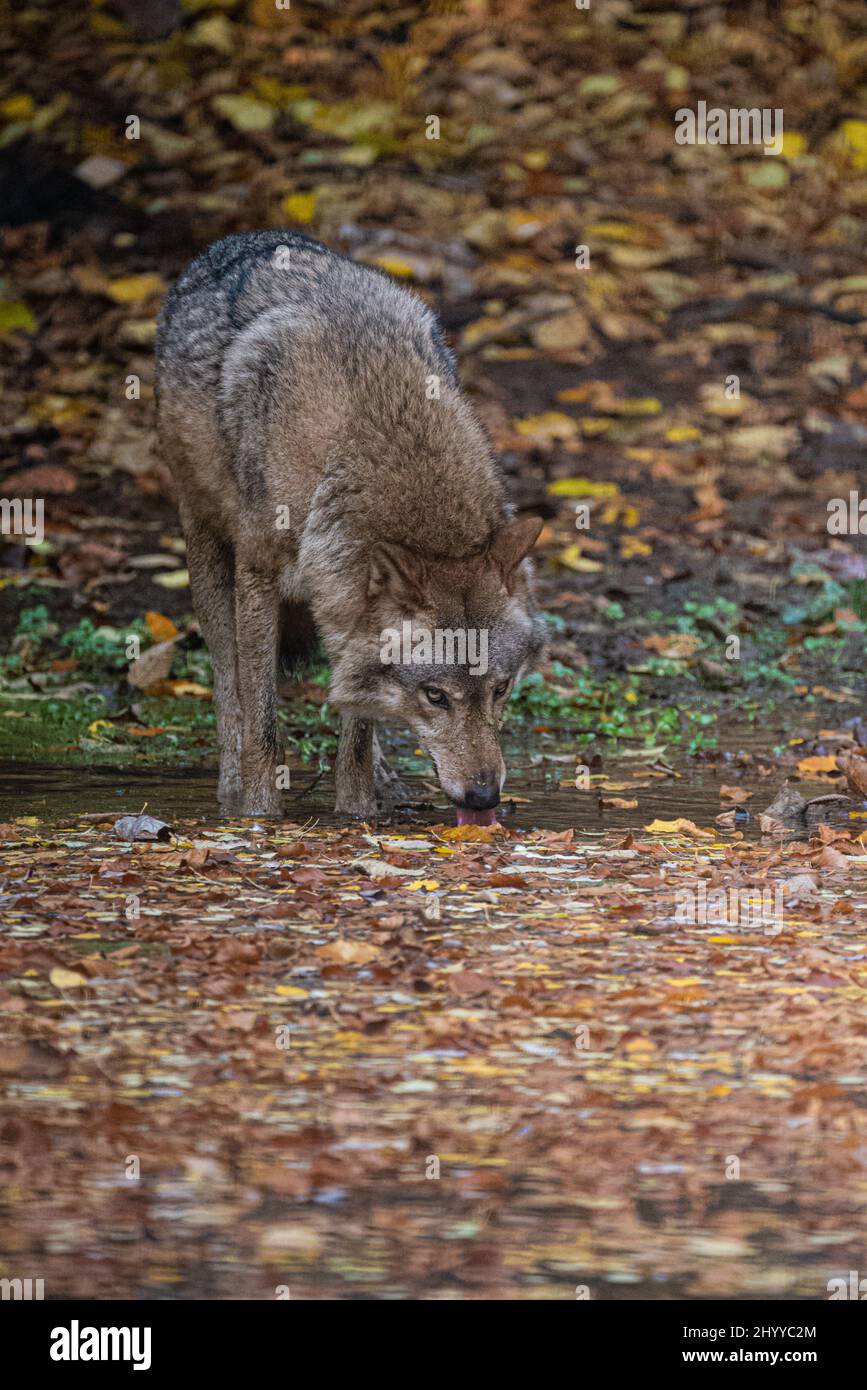 Vertical closeup of a Eurasian wolf standing in a puddle sniffing at ...