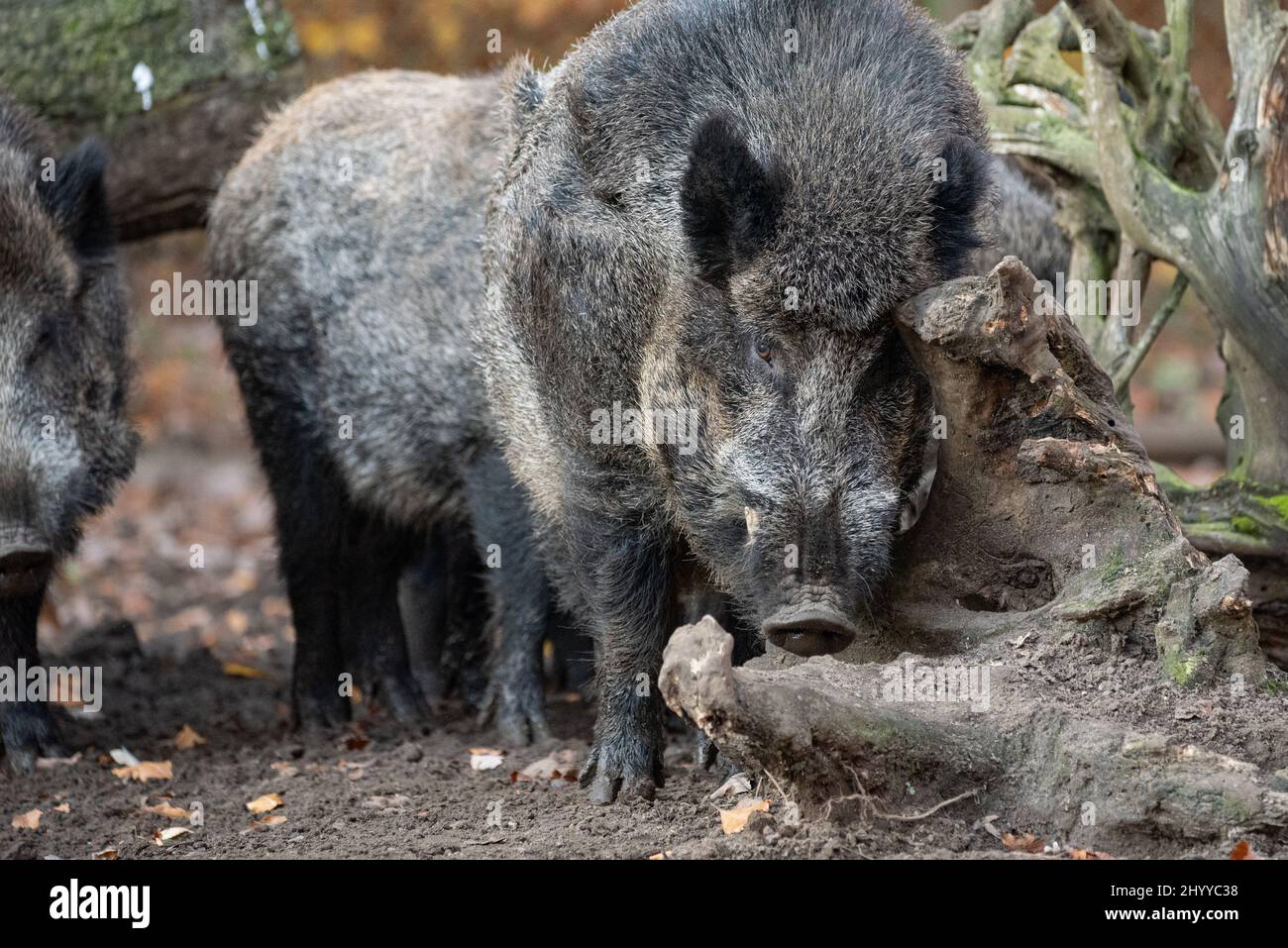 Wild boar sniffing at a dead tree trunk Stock Photo - Alamy