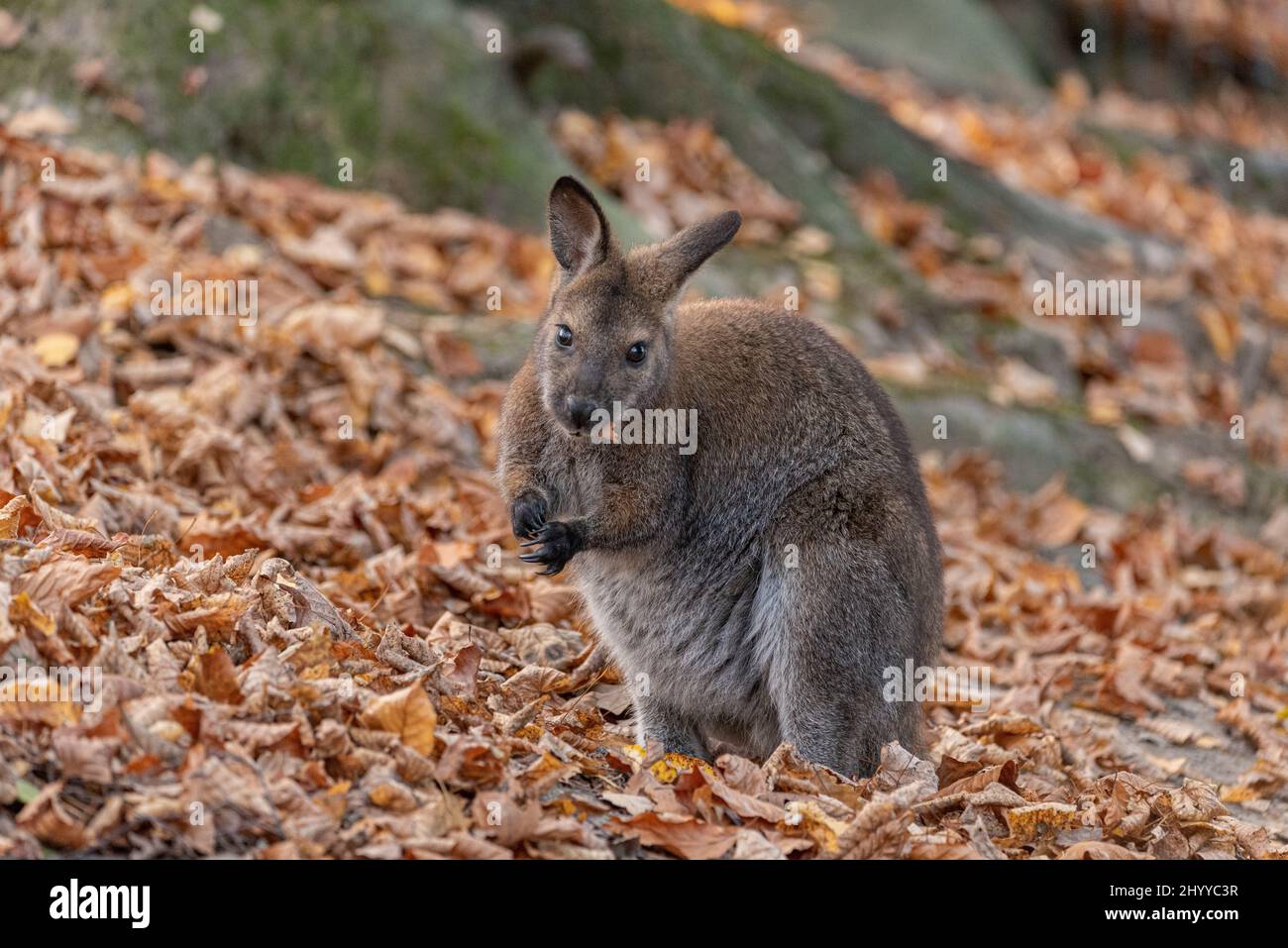 Fat Baby Kangaroo Discover The Fascinating Eastern Grey Kangaroo At