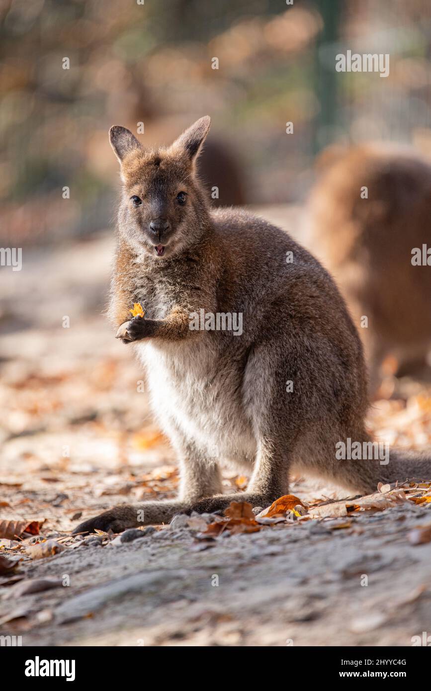 Fat Baby Kangaroo Discover The Fascinating Eastern Grey Kangaroo At