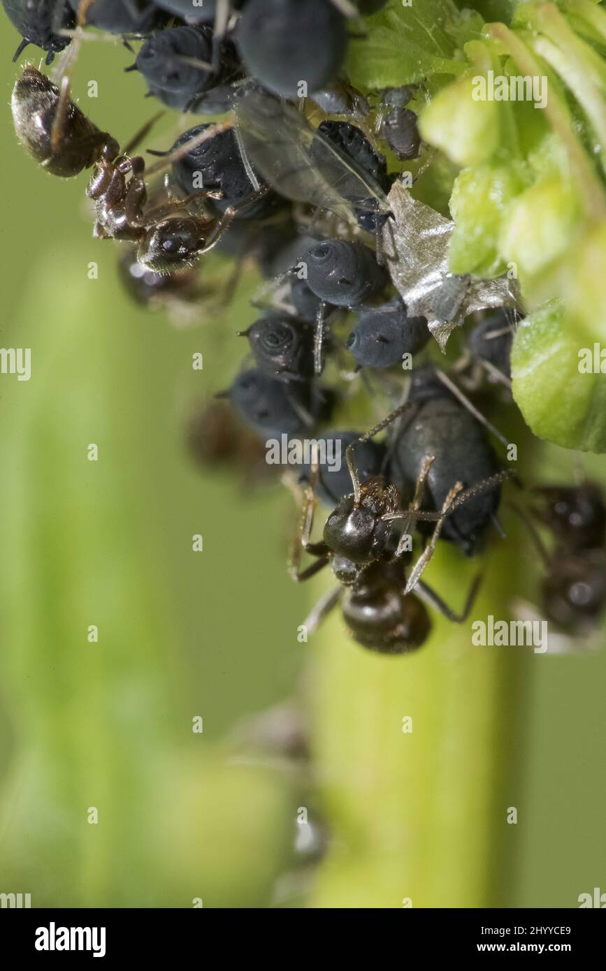Vertical close-up of aphid insects on green leaves Stock Photo - Alamy