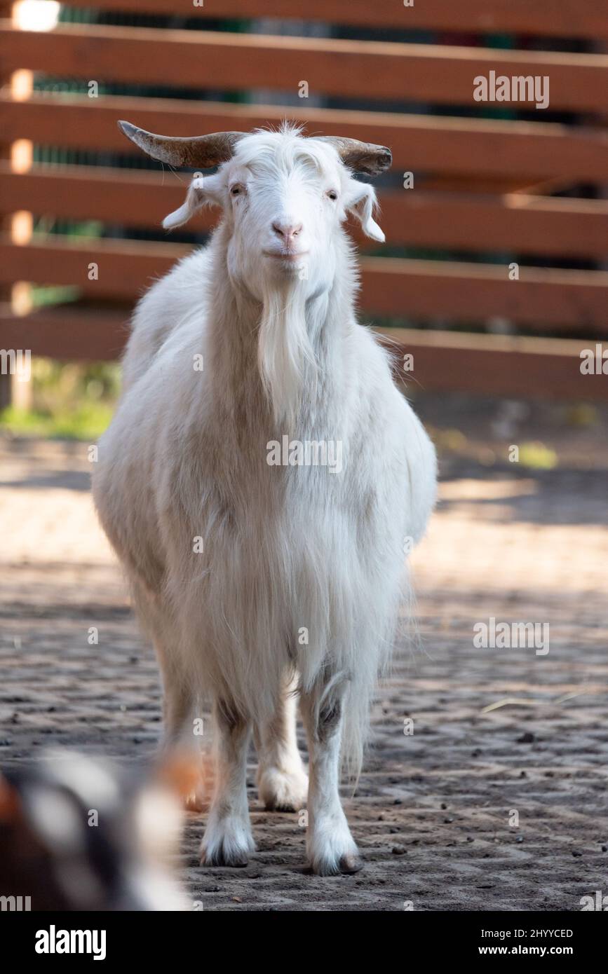 Vertical closeup of a white goat in the background of a horizontal ...