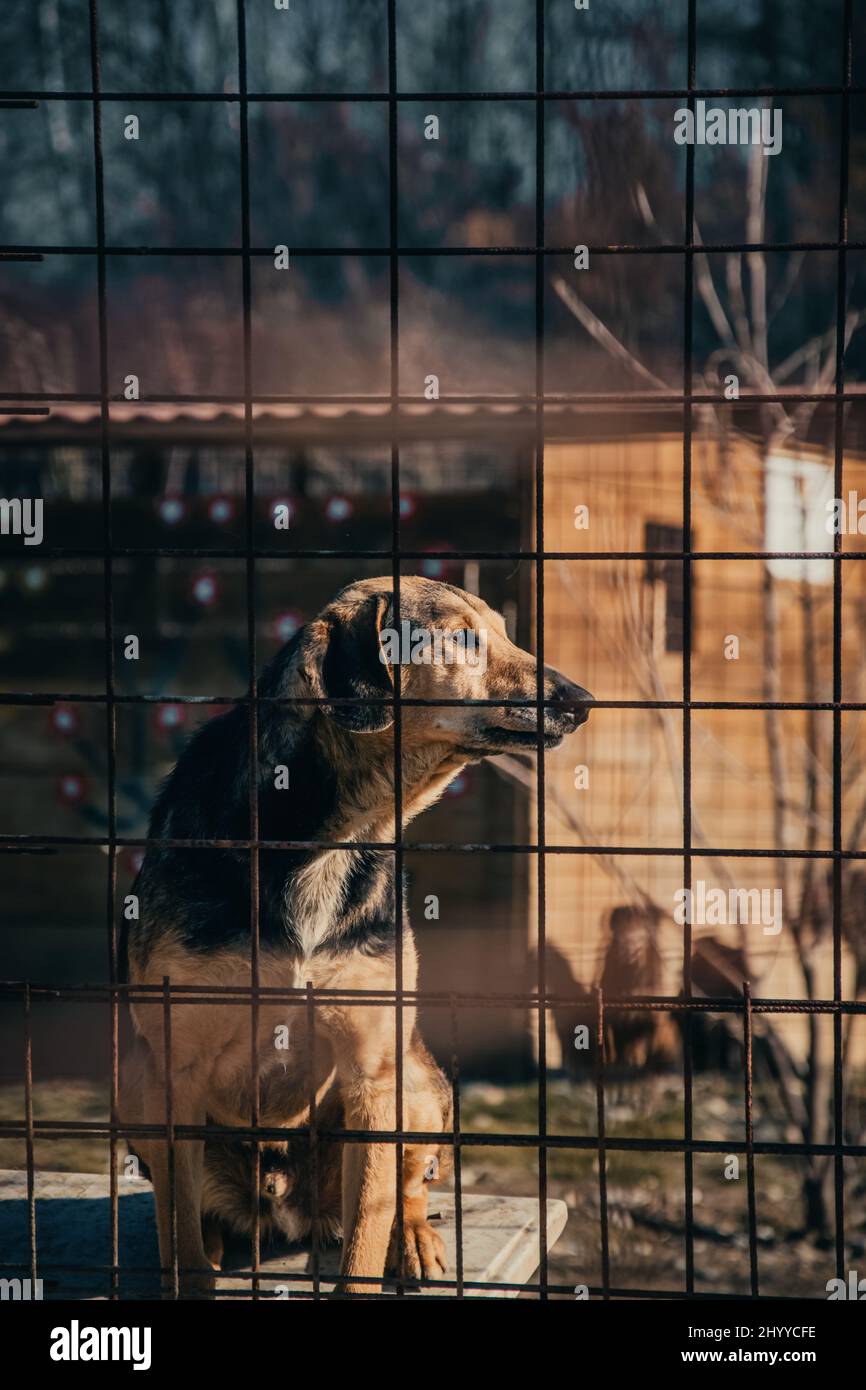 Sad lonely doggy behind the metal mesh in the pet shelter Stock Photo ...