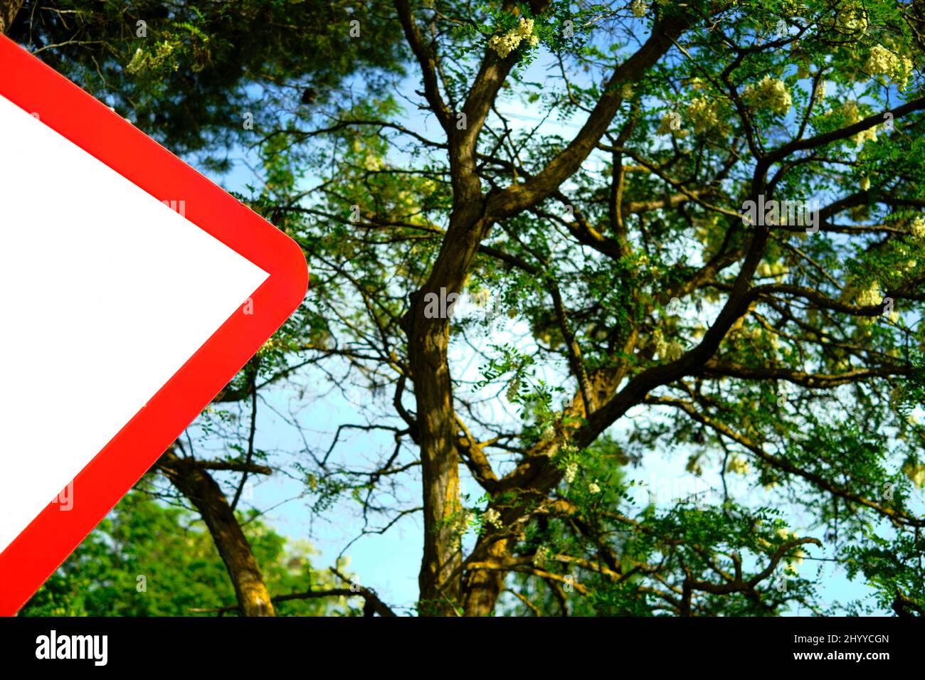 Traffic sign and tree branches Stock Photo - Alamy